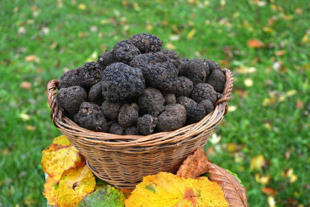 La Fête de la truffe ce week-end à Pulnoy (54)