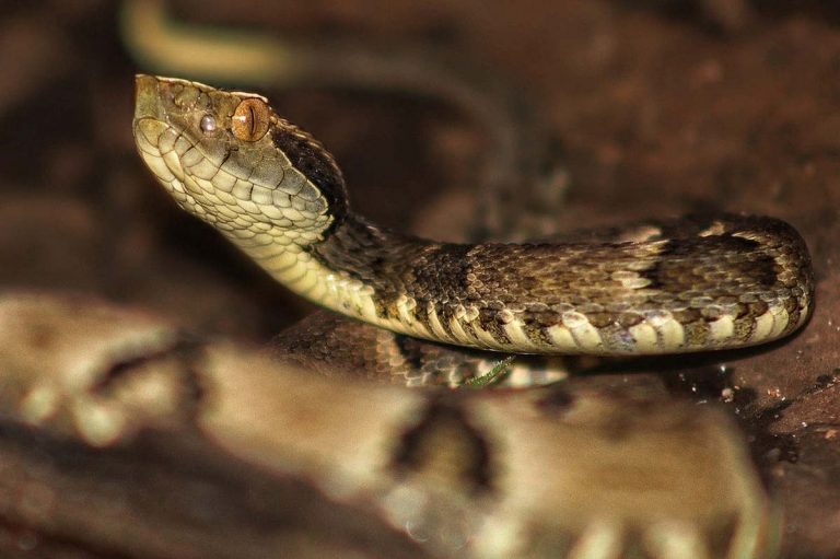 Ces animaux venimeux qui nous veulent du bien