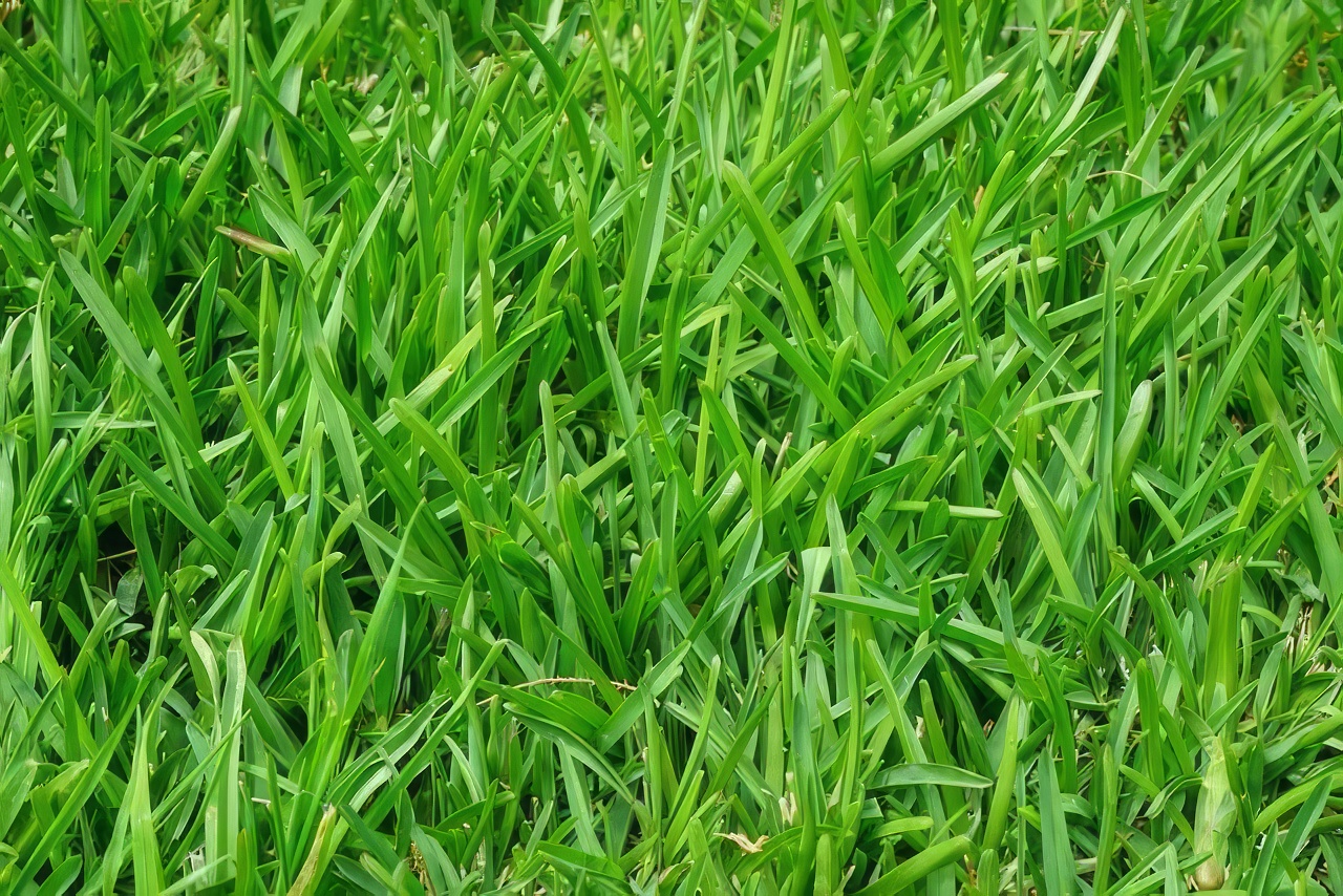 Pourquoi le ray-grass italien est-il autant cultivé en France